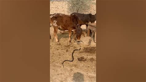 سانپ کا بیل پر حملہ Youtube