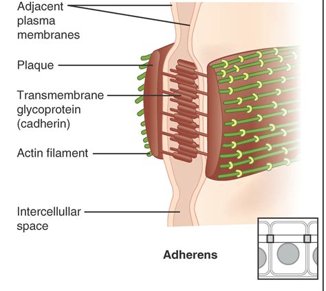 Cellular Junctions Integrated Human Anatomy And Physiology