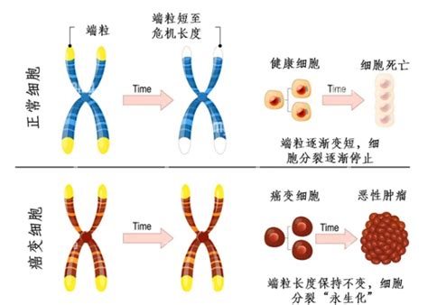 端粒长度：生命衰老的分子时钟 知乎