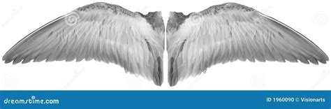 Ali Delluccello Illustrazione Di Stock Illustrazione Di Angelico 1960090