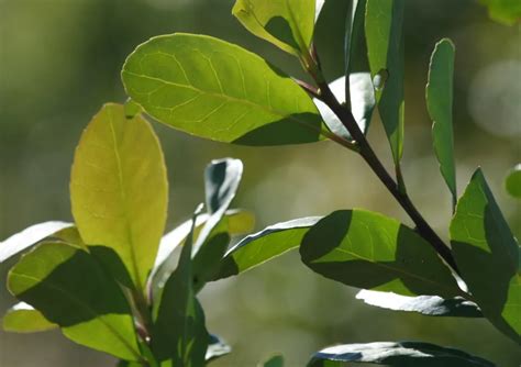 Laudo De La Yerba Por Gestión De La Provincia Se Logró Casi El 50 De Aumento Canal Doce Misiones