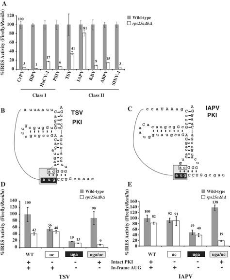 Both Classes I And Ii Igr Iress Are Dependent On Rps25 In Yeast A