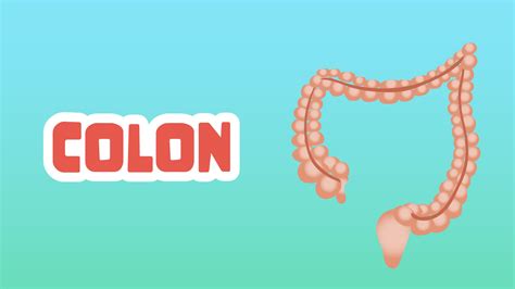 Colon Learningmole