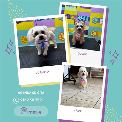 Petizza Petshop Petizzapetshop • Instagram Photos And Videos