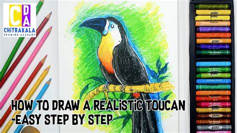 How To Draw A Realistic Toucan I Easy I Step By Step Drawing Youtube