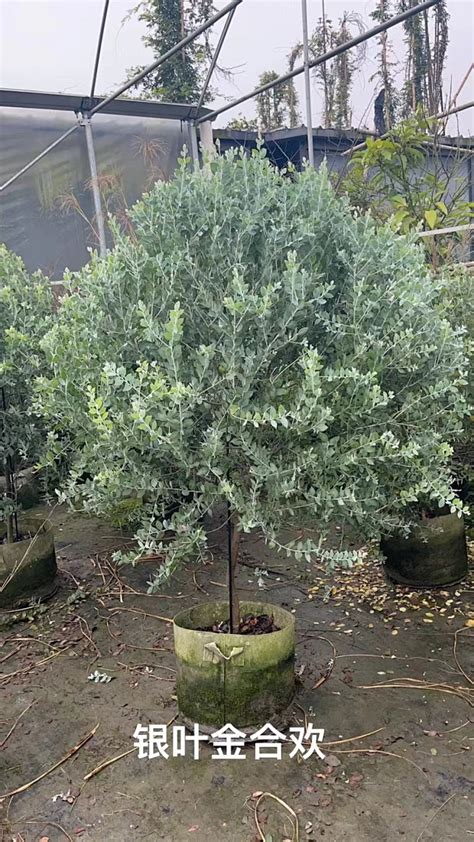 银叶金合欢 花瓣网