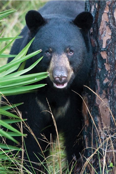 Wildlife In The State Of Florida Photos Of Some Of The Most Common Wild