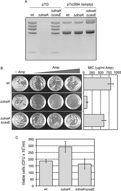 Plasmid Dna Is The Target Of Crispr Cas Interference A Rsai