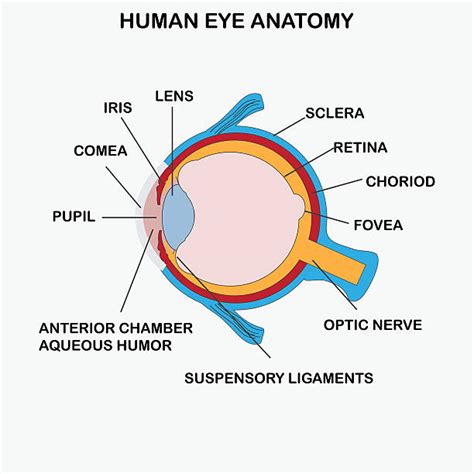 Royalty Free Retina Clip Art Vector Images And Illustrations Istock