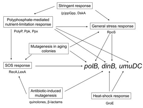 Inducers Of The Error Prone Polymerase Genes Besides The Download