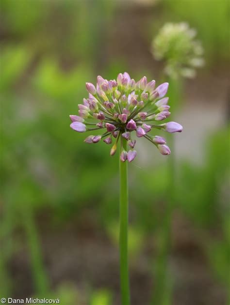 Allium Nutans • Floraveg Eu