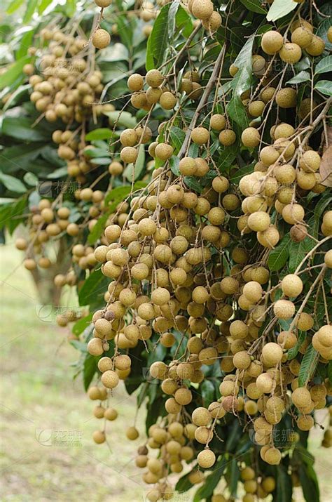 龙眼挂在树上素材 花瓣网