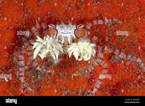 Pom Pom Crab Lybia Tesselata Adult With Anemones On Claws For