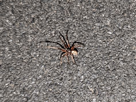 Small Spider Inside My Garage Rspiderid
