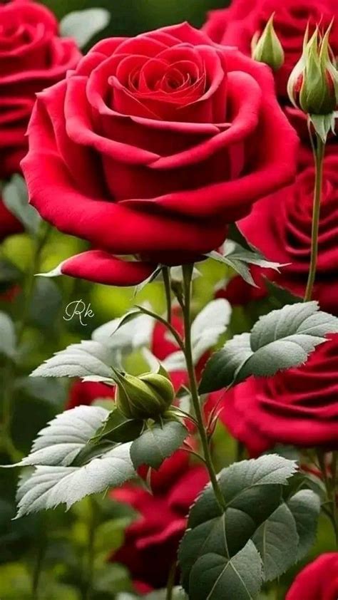 Pin Di Yami Kadam Su Yami Kadam