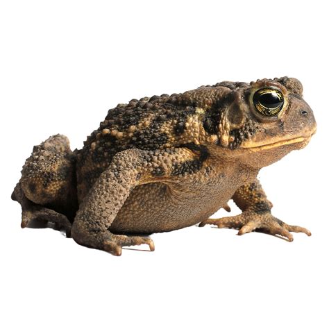 American Toad Reptichip Llc