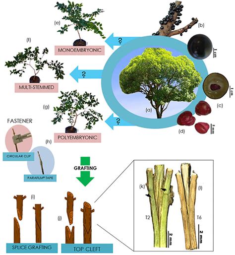 Mother Tree A Fruit B Broken Fruit Showing Liquid Endosperm And