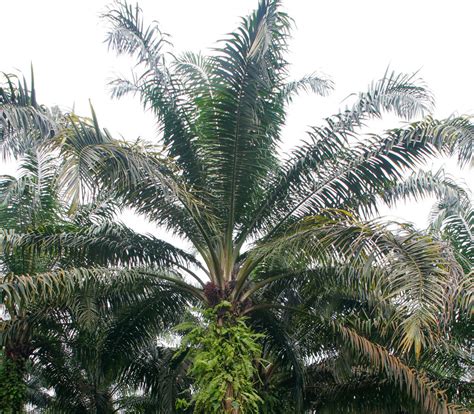 Elaeis Guineensis African Oil Palm Seeds