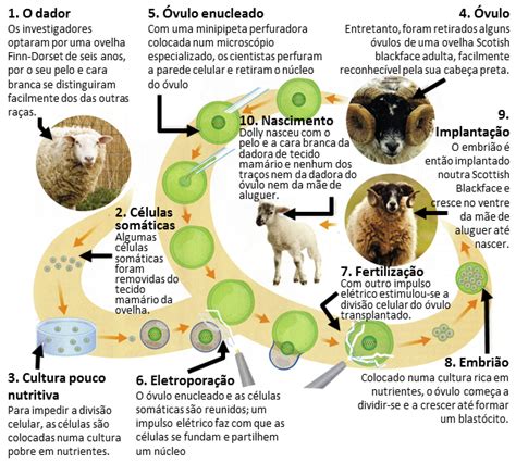 Genética A Clonagem De Mamíferos