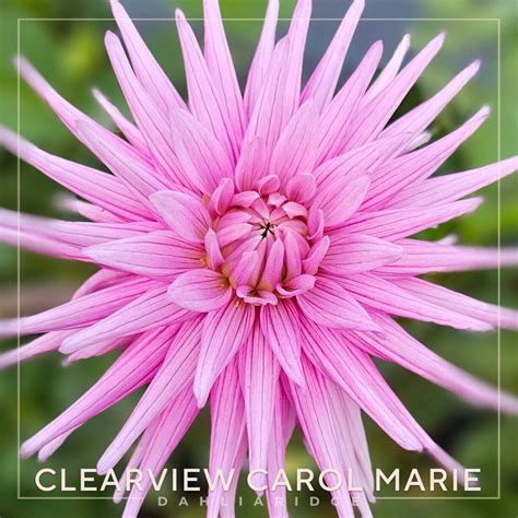 Clearview Carol Marie Dahlia Ridge