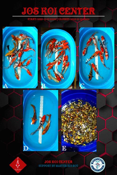 Master Koi Lelang Ke 042 Jos Koi Center Pasuruan