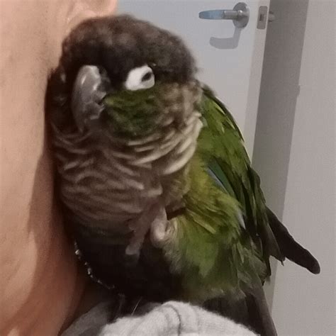 Eepy Lil Guy R Conures