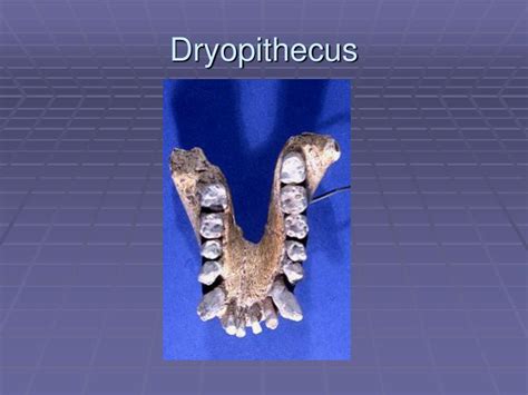 Ppt Human Evolutionary Development Powerpoint Presentation Free Download Id4729854