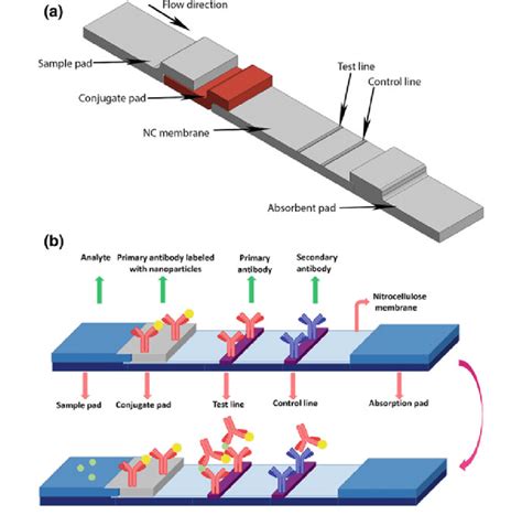 5 A Typical Configuration Of The Lateral Flow Test Strip B Schematic