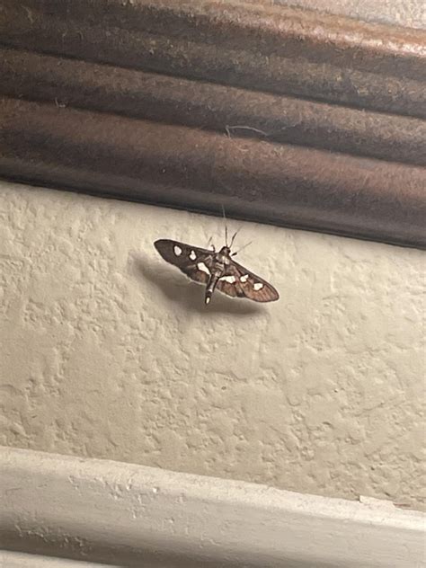 What Is This Sort Of Moth Found In Austin Tx Rwhatbugisthis