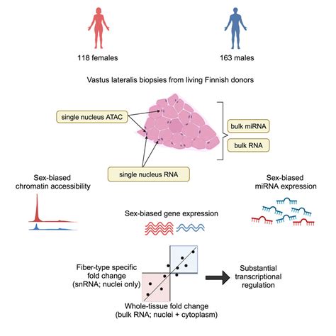 Extensive Differential Gene Expression And Regulation By Sex In Human
