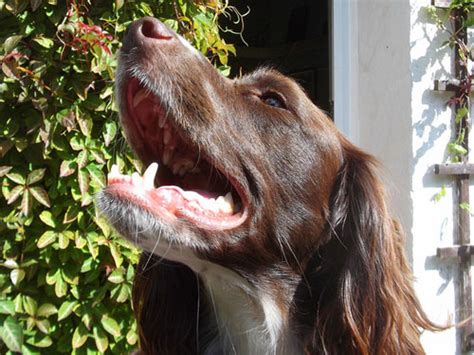 Cocker Spaniel Teeth Problems Tooth Cleaning And Monitoring Brushing