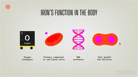 How Lactoferrin Regulates Iron Throughout The Body And Keeps You