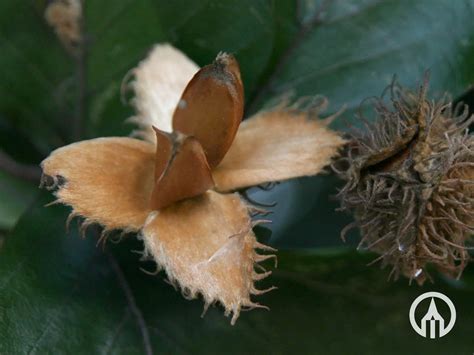 Fagus Sylvatica Common Beech Boomkwekerijen M Van Den Oever And Zonen