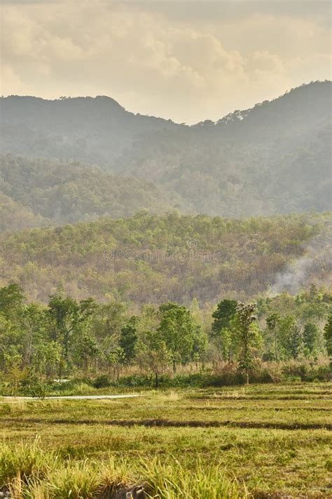Environment Pollution Forest Fire Stock Image Image Of Flame