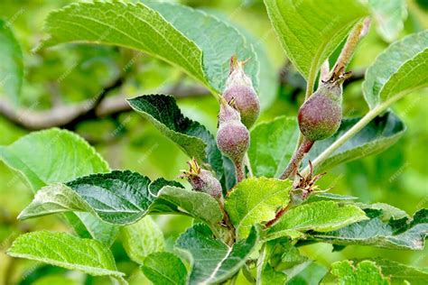 Premium Photo Young Fruit Apples Growintg On A Tree In Garden Young