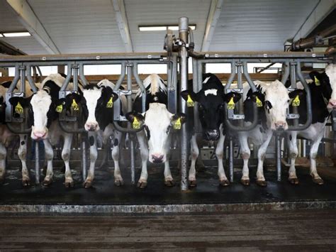 How Would Rfk Jr Handle Bird Flu His Record On Vaccines Has Experts