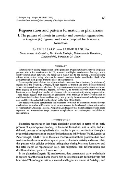 Pdf Regeneration And Pattern Formation In Planarians I The Pattern Of Mitosis In Anterior