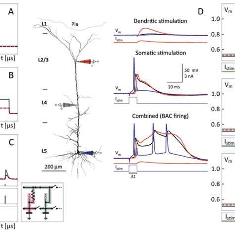 Multi Compartment Extension To The Brainscales Neuron Circuits The