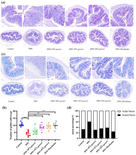 Staining And Distribution Of Goblet Cells And Mucin A Staining Of