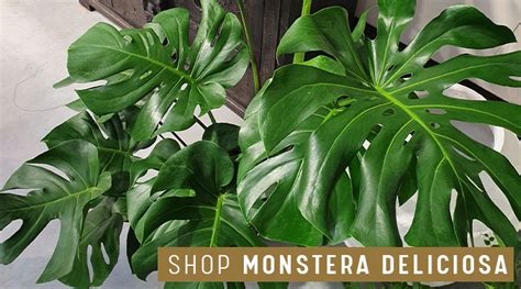 10 Best Large Leaf Indoor Plants To Style Your Home Flower Power