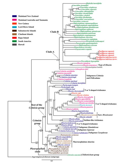bayesian inference phylogram of concatenated internal transcribed