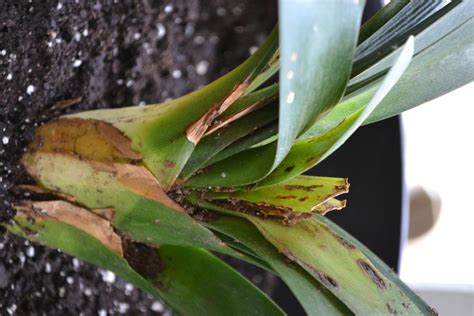 Clivia In The Bulbs Forum
