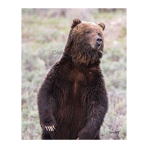 Standing Grizzly Bear 394 Dan Dietrich Photography