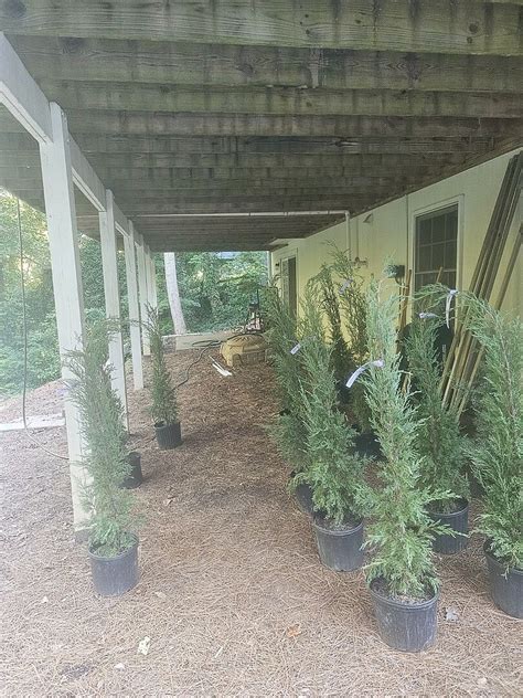 Taylor Juniper Trees For Sale