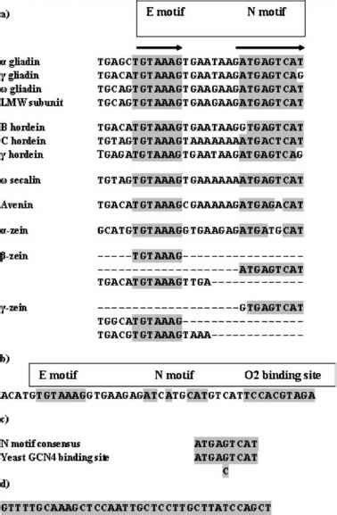 The Prolamin Box Endosperm Development Chinese Herbs Healing