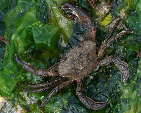 The Nhbs Guide To Uk Shore Crabs