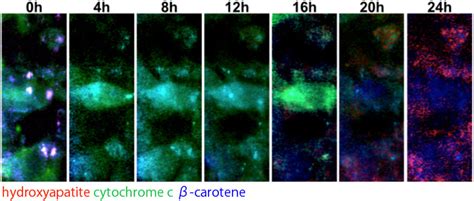 Fast Raman Imaging Of Living Cells For Biomedical Applications
