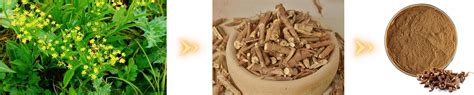 China Bupleurum Root Extract Manufacturers Suppliers Factory Buy