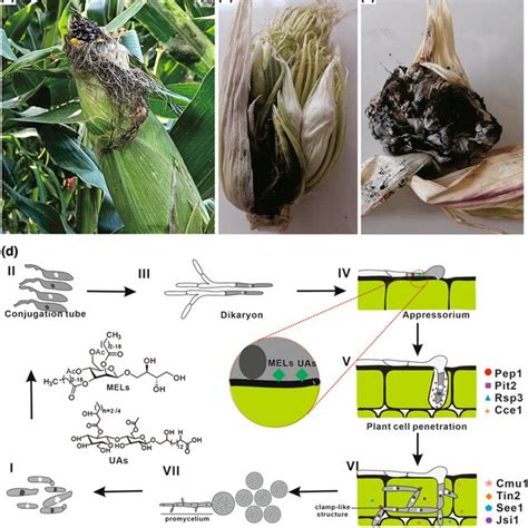 Corn Smut And Infection Of Ustilago Maydis A Ripe Corn Cobs Mildly Download Scientific