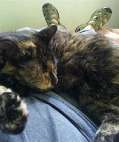 Cat Detection Object Detection Dataset By OIDv To Yolov